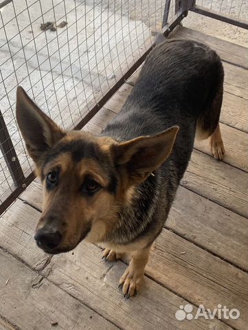 Метис немецкой овчарки в добрые руки