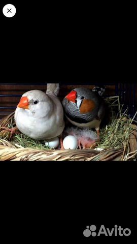 Продаю птенцов амадин