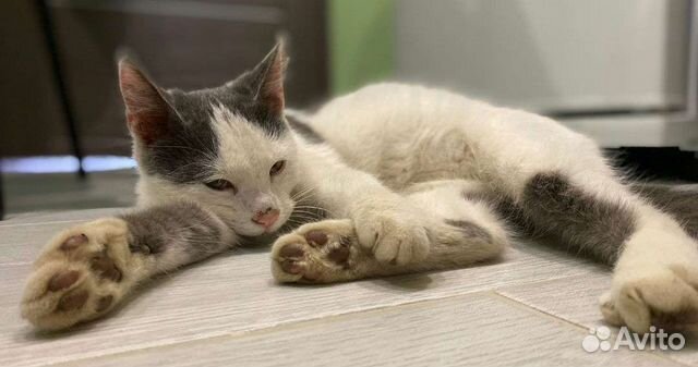 Котик Тимур