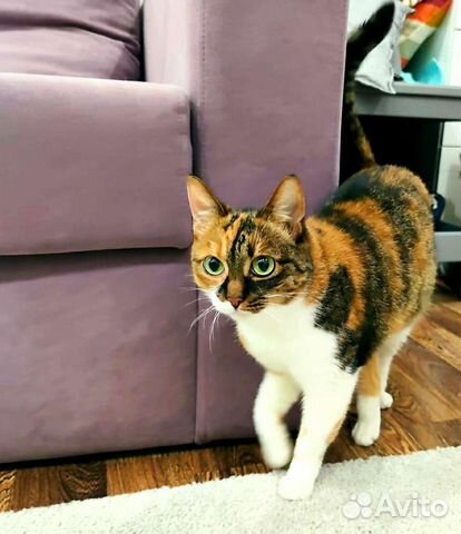 Удивительная кошка не может найти семью