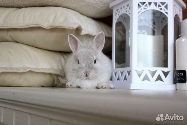 Светлые mini крольчатоньки