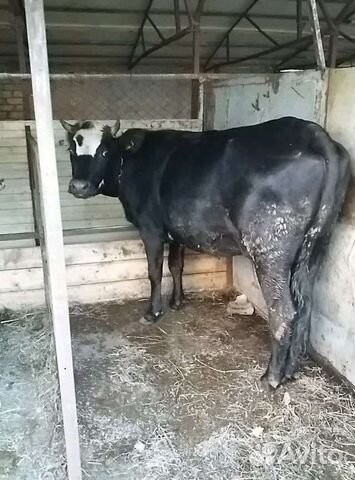 Корова молочной породы