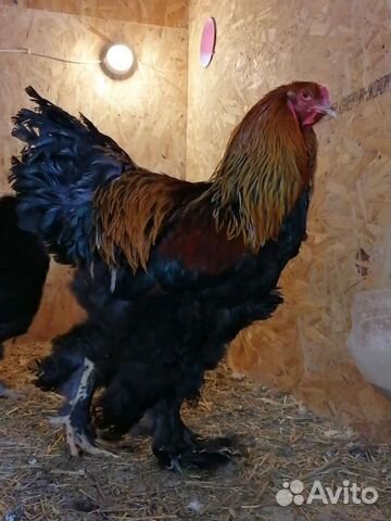 Петухи Брама куропадчатая, Лакеданзи