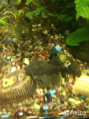 Мальки сомиков присосок