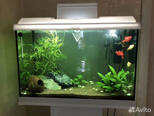 Раздаю рыбок и аквариум (Juwel, 70л, с тумбой)