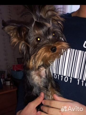 Йоркширский терьер