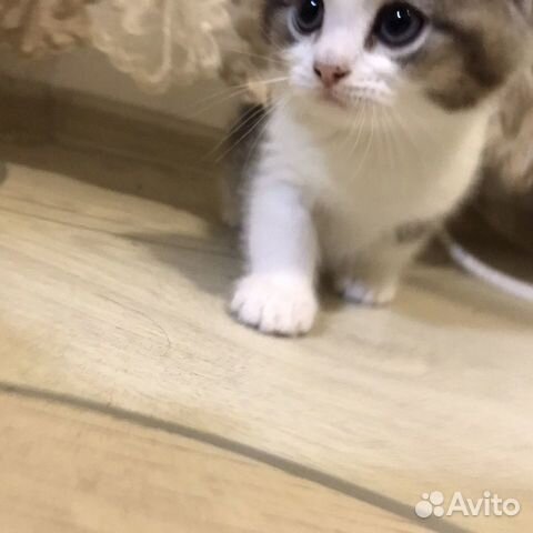 Котик Кеша нуждается в добрых руках