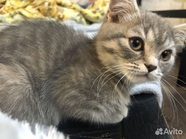 Шотландские прямоухие котята