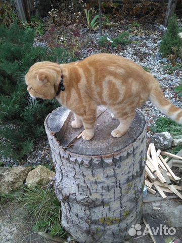 Кот на вязку Рыжий мраморный вислоухий