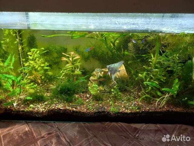 Аквариум 55л