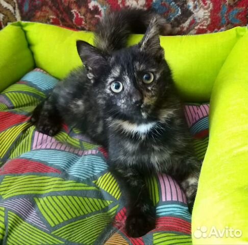 Кошка - срочный поиск дома