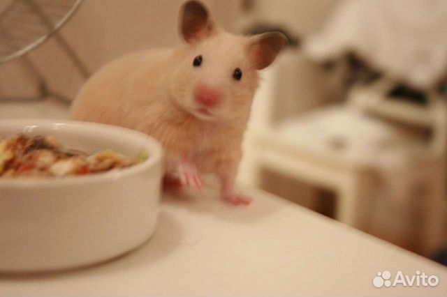 Сирийский хомячок. Девочка Аврора