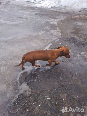 Найдена собака, такса, мальчик