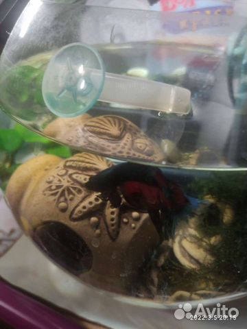 Отдаю петушка