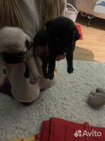 Продпеться девочка 2 месяца мопс ил мальчик 2 мес