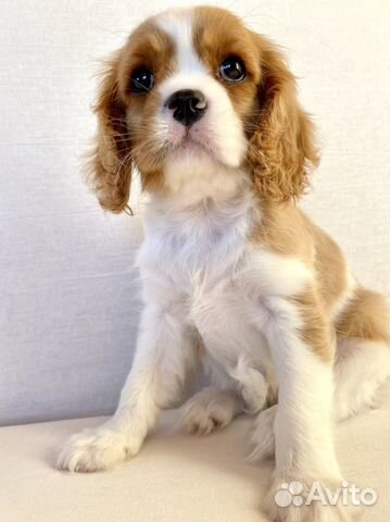 Кавалер кинг чарльз спаниель