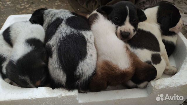 Щенки курцхаара