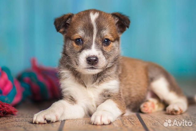 Айса 1,5 мес бесплатно в дар