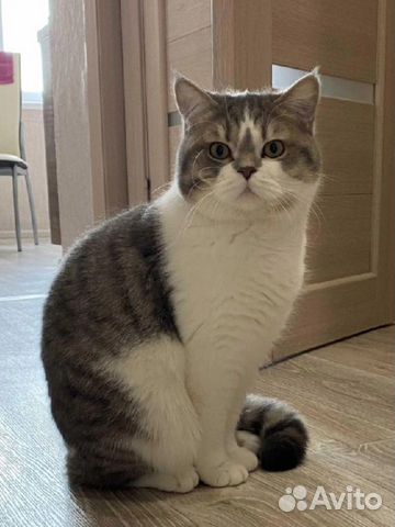 Кот молодой бесплатно