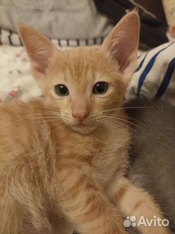 Ориентальный котёнок