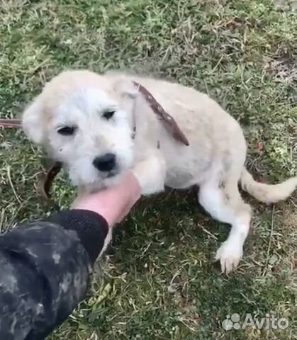 Щенок пропадёт без помощи