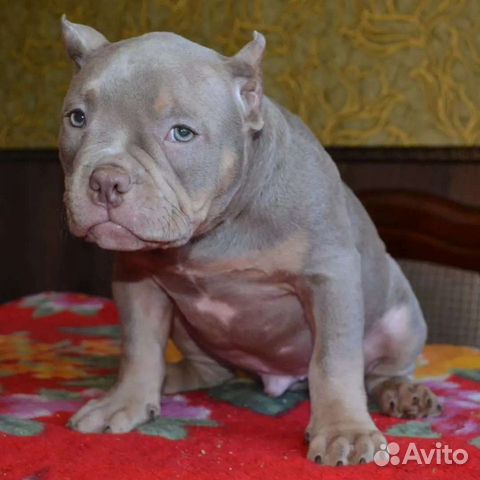 Американский булли