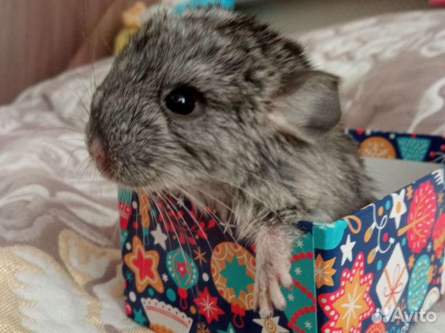 Шиншилёнок