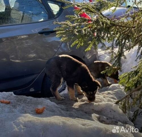 Щенки в опастности