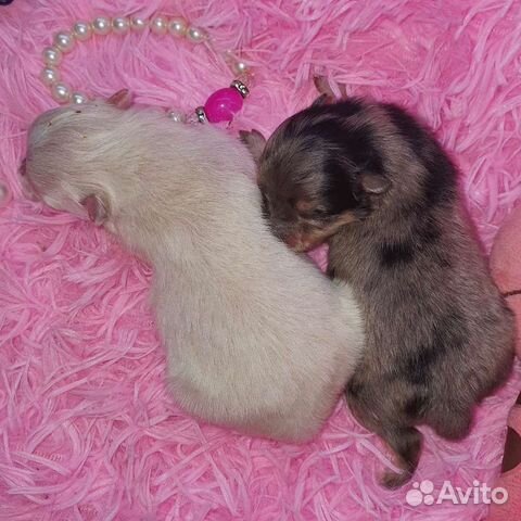 Микро малыши померанского шпица медвежьего типа