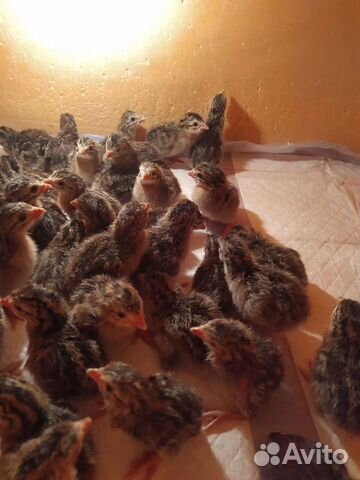 Цесарята бройлерные, франция