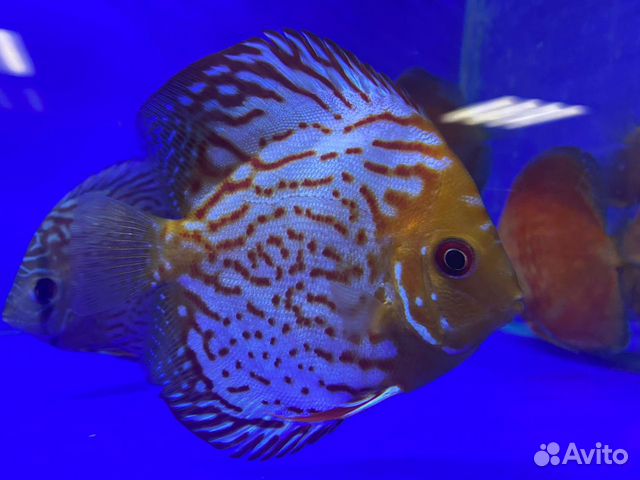 Аквариумная рыба Дискус