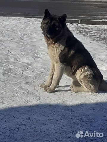 Акита мальчик