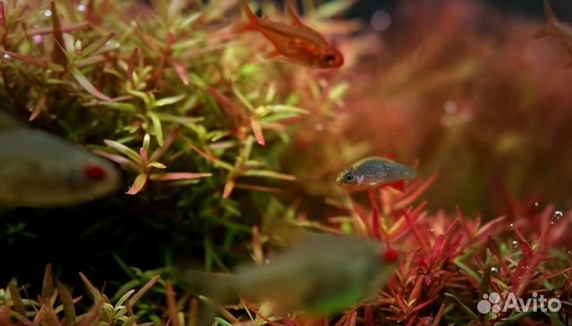 Аквариумные растения.Аквалеон