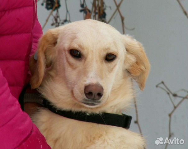 Собака в добрые руки отдам бесплатно