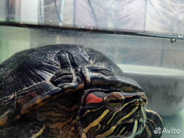 Черепаху в дар