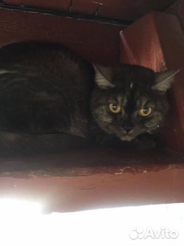 Шотландаская кошка в добрые руки