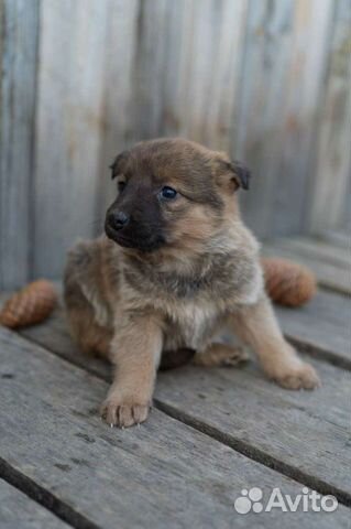 Щенки 1 месяц
