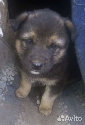 Щенок помесь