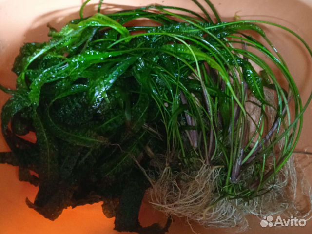 Криптокорина, пистии