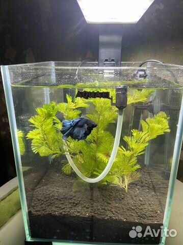 Аквариум Aquael shrimp set 10