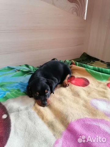 Щенок в добрые руки