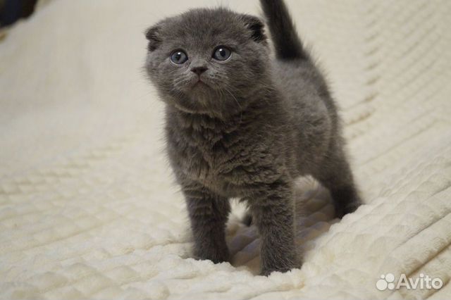 Британский котенок мальчик