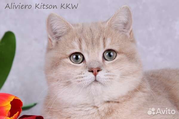 Британский мальчик редкого окраса