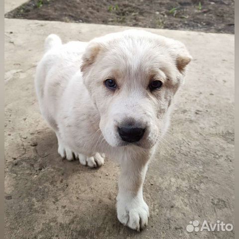 Сао кобель 2мес