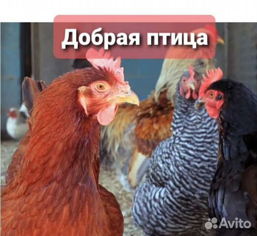 Куры.Молодки.Несушки.Быстрая бесплатная доставка