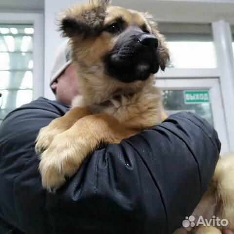 Щенок бесплатно (похож на Леонбергера)