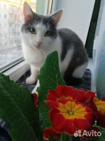 Кошечка Дуняша