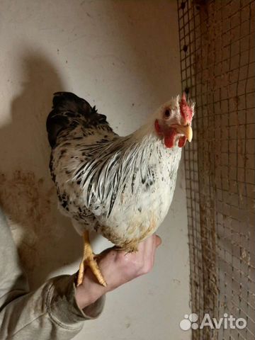 Петухи карликовые виандоты