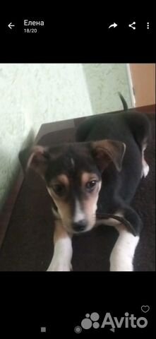 Девочка ищет дом