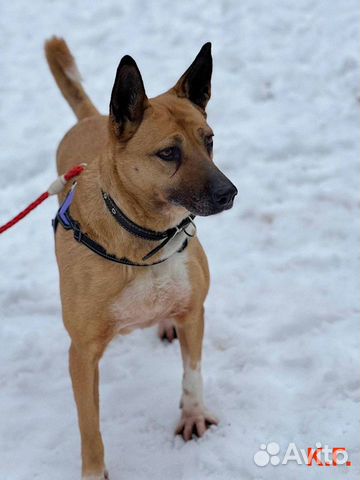 Домашняя собака в добрые руки